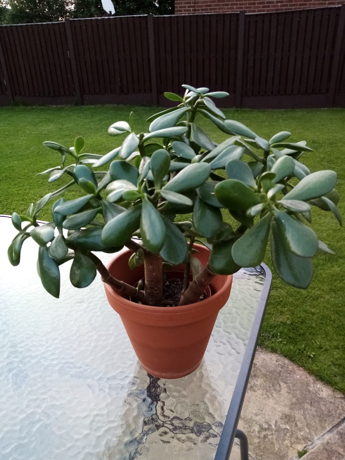 A - D - Knowsley Flower Show