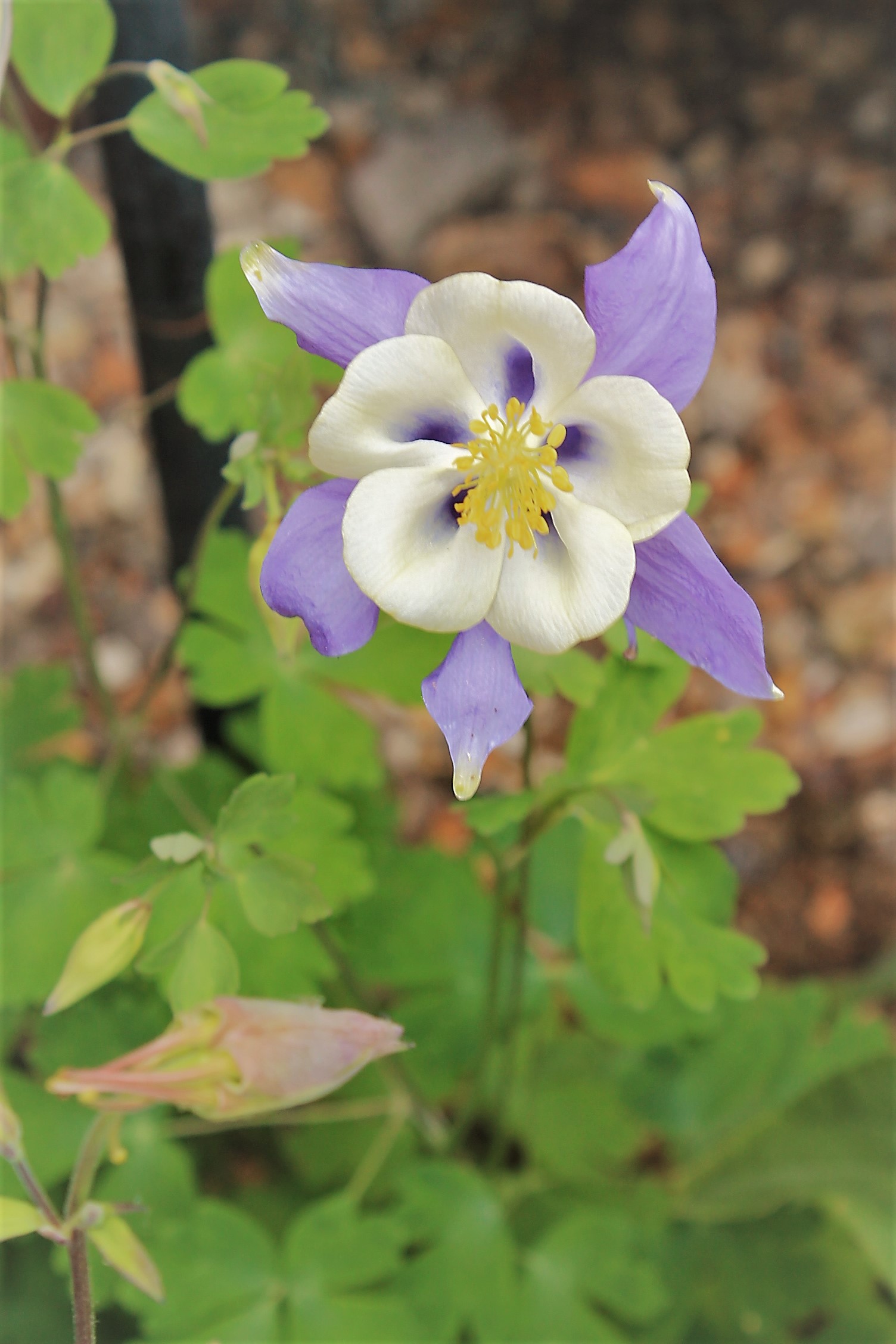 Q - T - Knowsley Flower Show