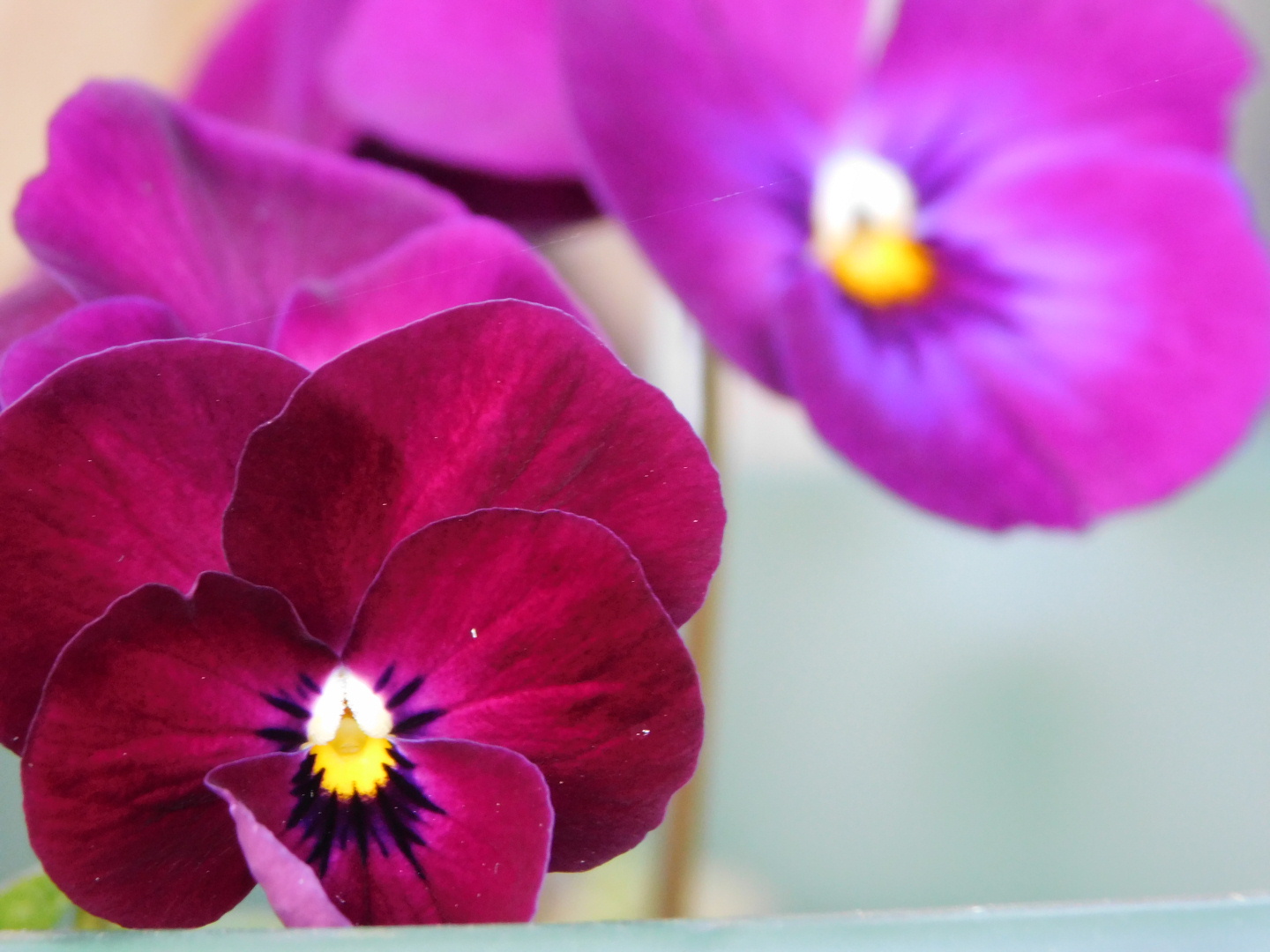 U - Z - Knowsley Flower Show