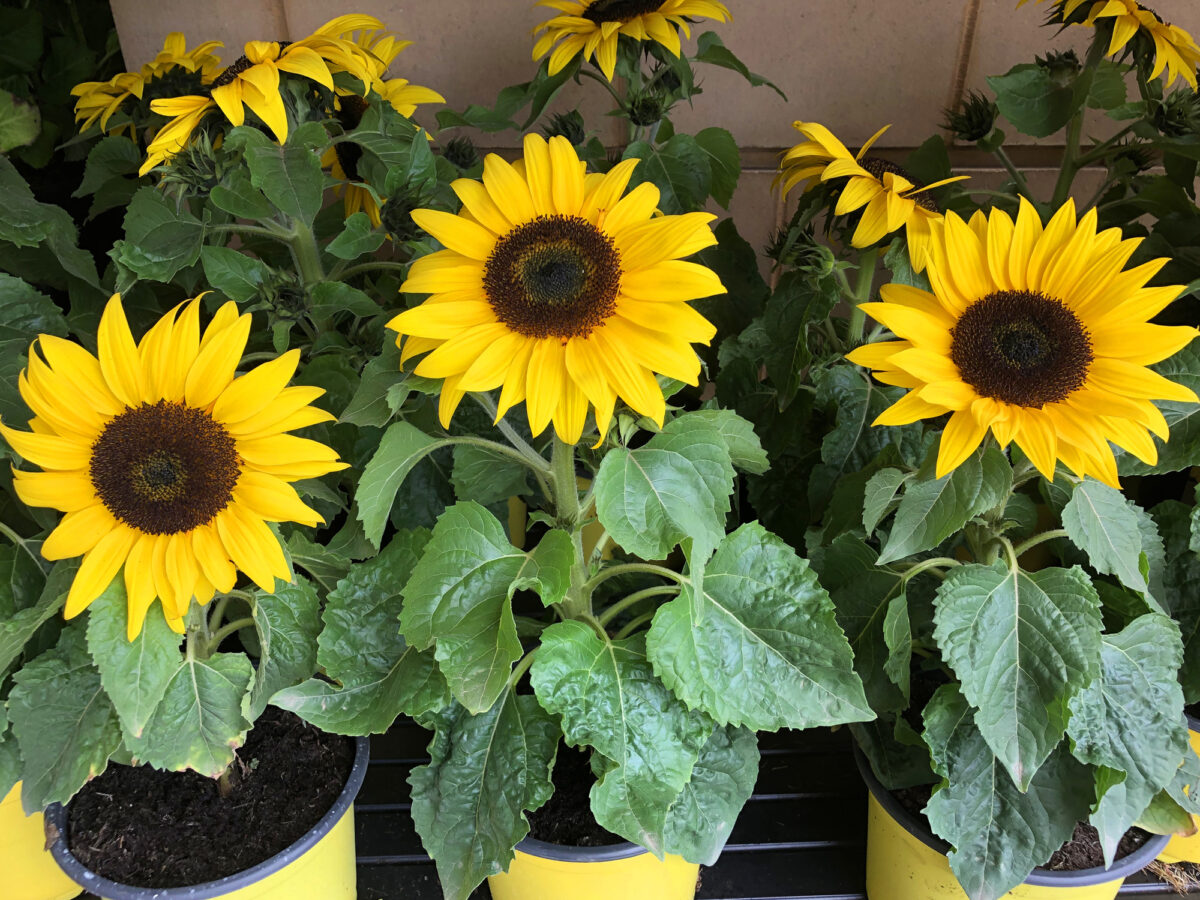 Take part in the Knowsley Sunflower Challenge! - Knowsley Flower Show