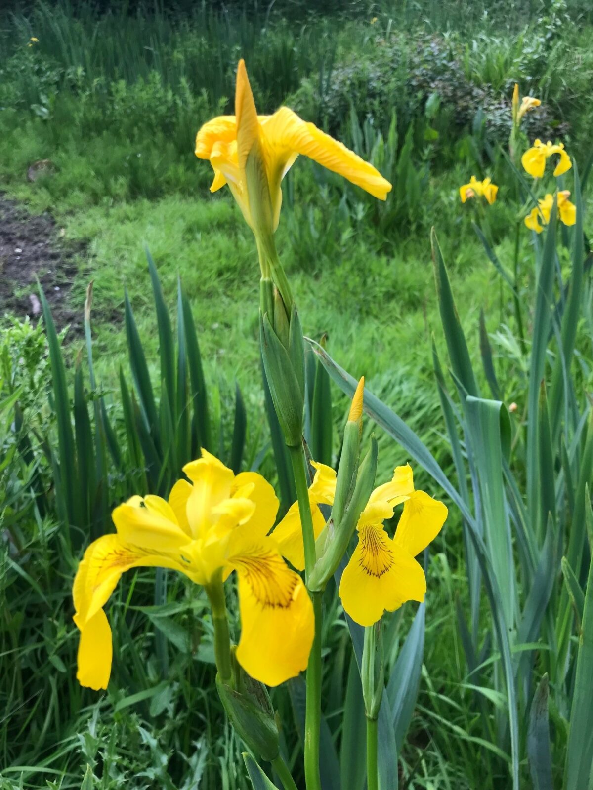 Online iris gallery - Knowsley Flower Show