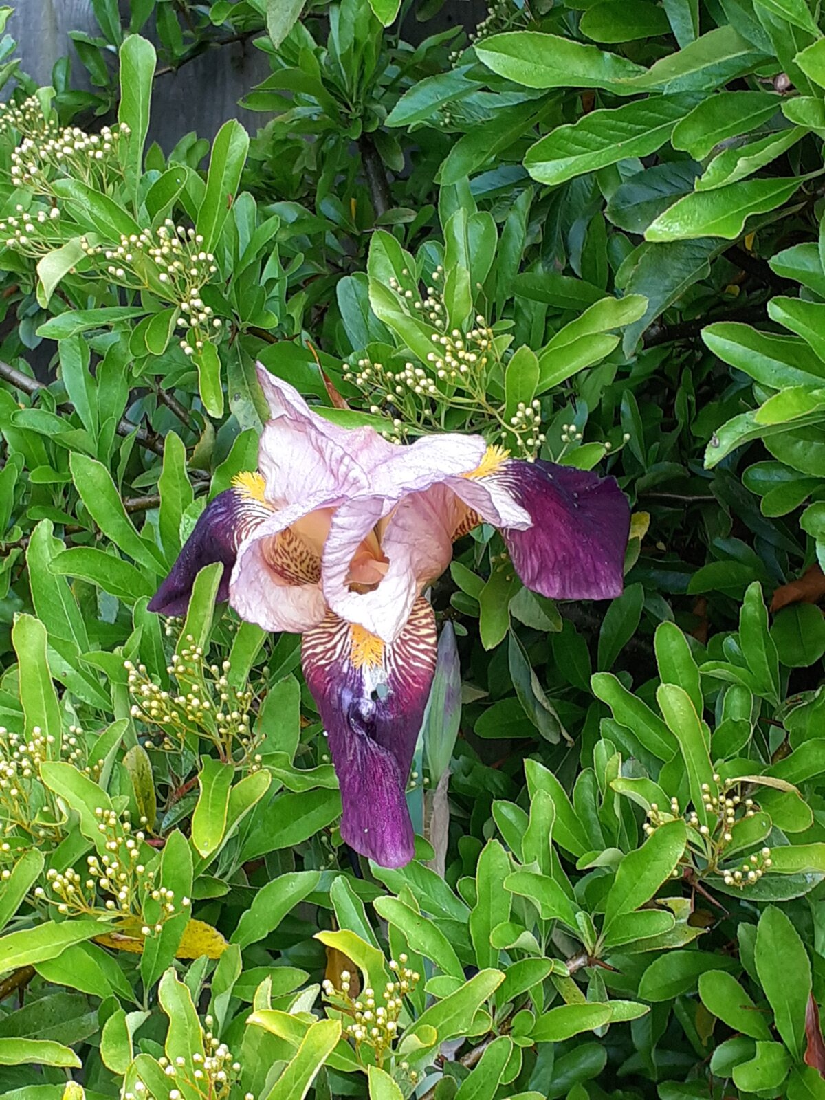 Online iris gallery - Knowsley Flower Show
