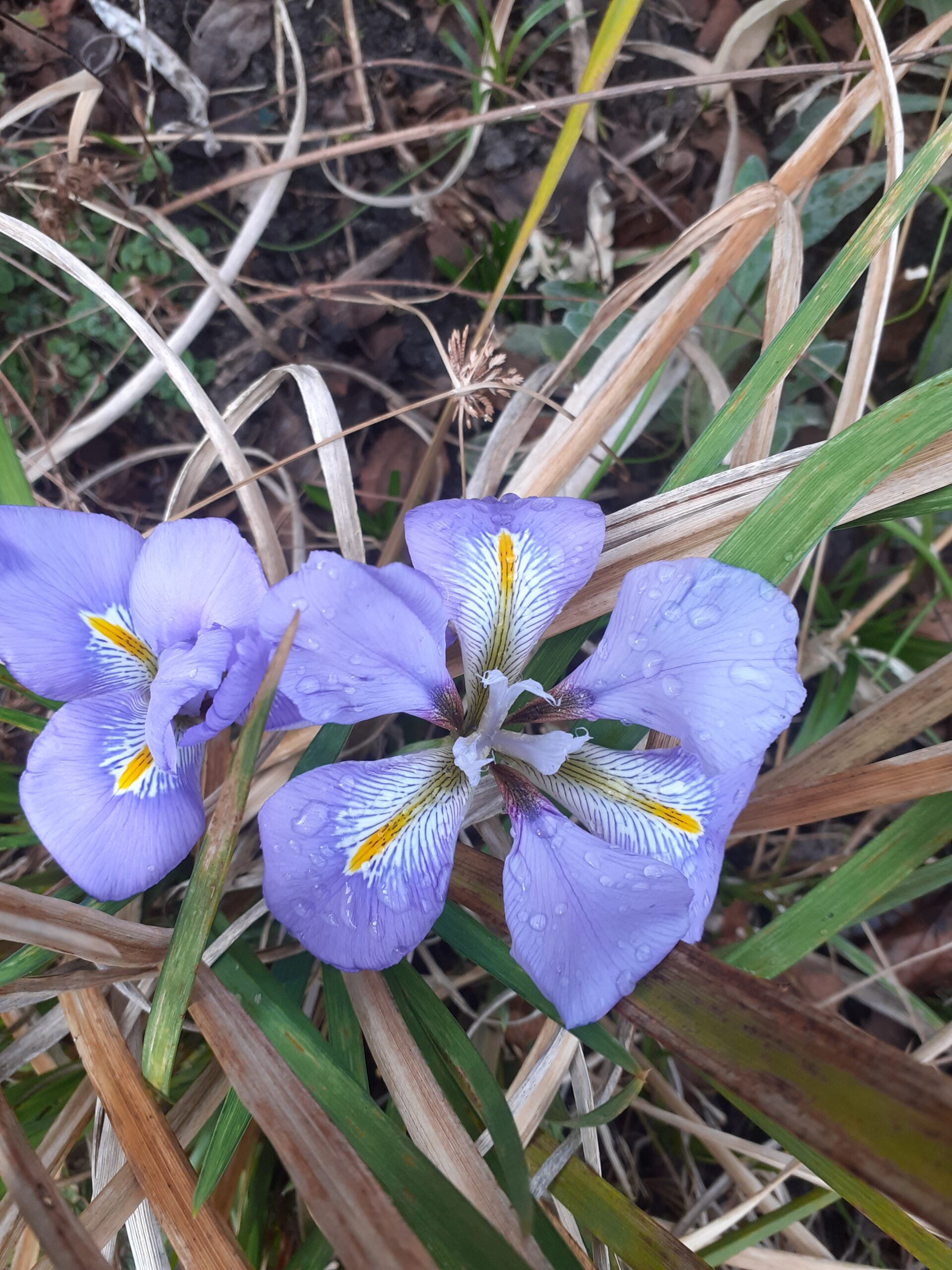 Online iris gallery - Knowsley Flower Show