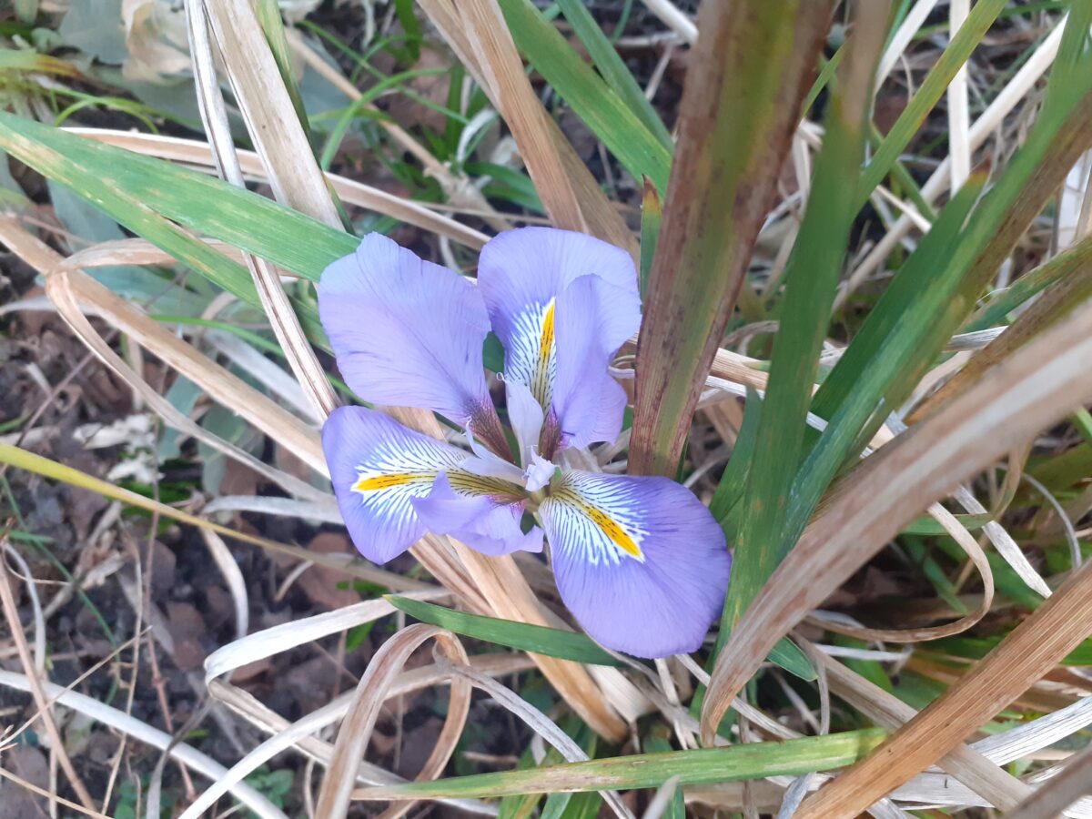 Online iris gallery - Knowsley Flower Show